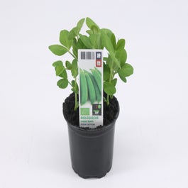 Sugar Snaps BIO