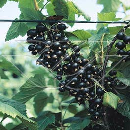 Zwarte bes (Ribes nigrum 'Ben Tirran')