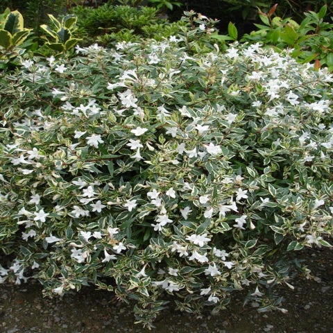 Abelia (Abelia grandiflora 'Confetti')