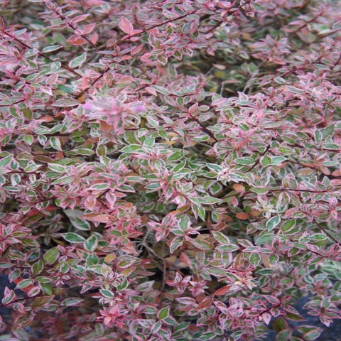 Abelia (Abelia grandiflora 'Confetti')