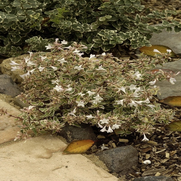 Abelia (Abelia grandiflora 'Confetti')