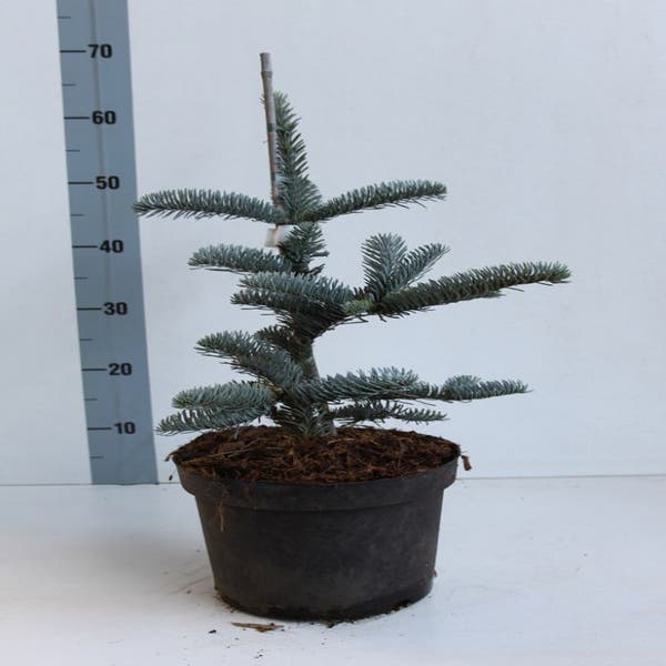 Edelspar (Abies procera (nobilis) 'Glauca')