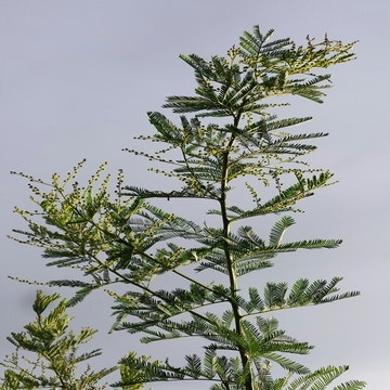 Mimosa (Acacia dealbata)