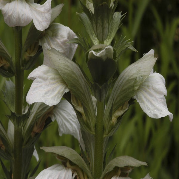 Acanthus mollis 'Rue Ledan'? Altijd voordelig!