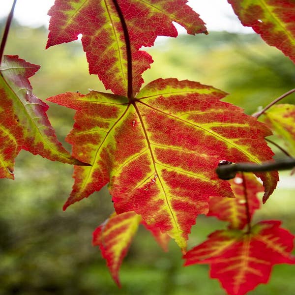 Rode esdoorn (Acer rubrum 'Scanlon')