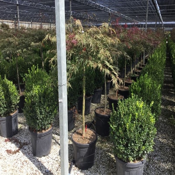 Japanse esdoorn op stam (Acer palmatum 'Inabe Shidare')