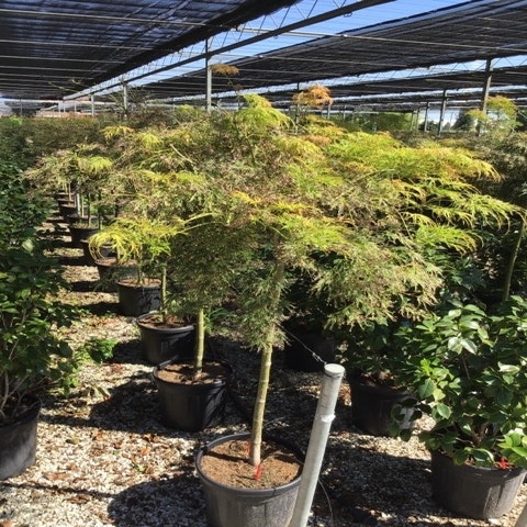 Japanse esdoorn op stam (Acer palmatum 'Viridis')