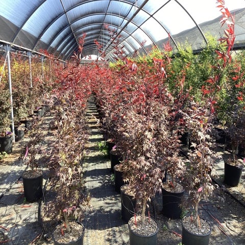 Japanse Esdoorn op stam (Acer palmatum 'Fireglow')