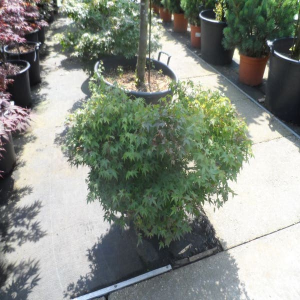 Japanse esdoorn (Acer palmatum 'Little Princess')