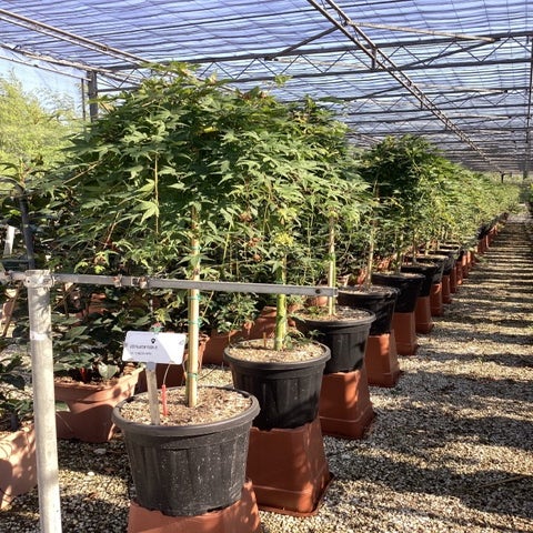 Japanse esdoorn op stam (Acer palmatum 'Ryusen')