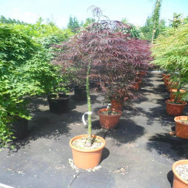 Japanse Esdoorn op stam (Acer palmatum 'Tamuke Yama')