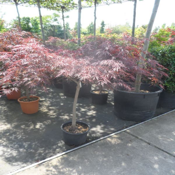 Japanse Esdoorn op stam (Acer palmatum 'Tamuke Yama')
