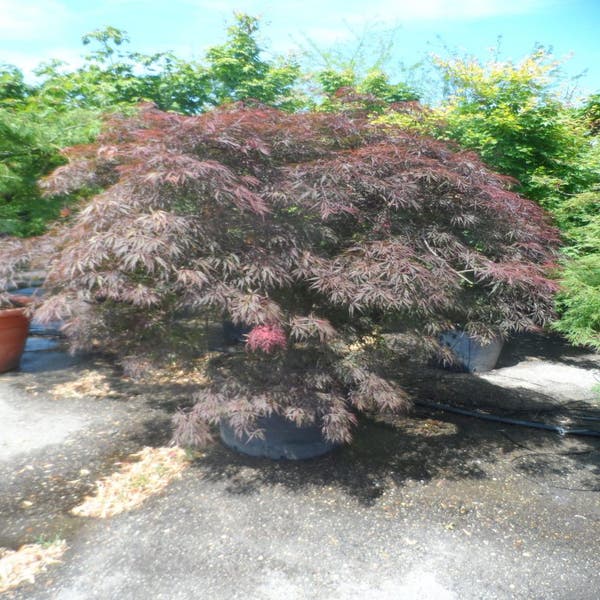 Japanse Esdoorn op stam (Acer palmatum 'Tamuke Yama')