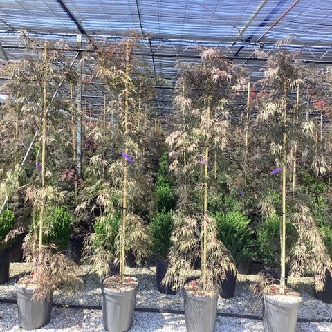 Japanse esdoorn op stam (Acer palmatum 'Tamukeyama')