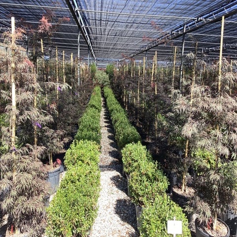 Japanse esdoorn op stam (Acer palmatum 'Tamukeyama')