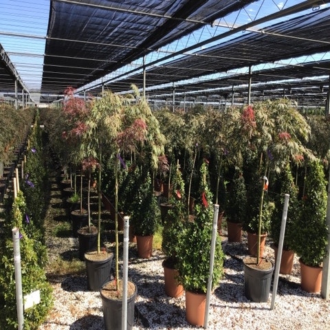 Japanse Esdoorn op stam (Acer palmatum 'Tamuke Yama')