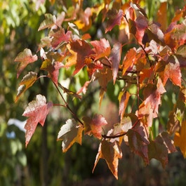 Rode Esdoorn (Acer rubrum)