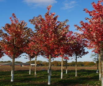 Rode esdoorn kopen? Altijd goedkoop! | Directplant