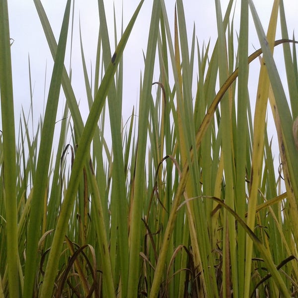 Kalmoes (Acorus calamus)