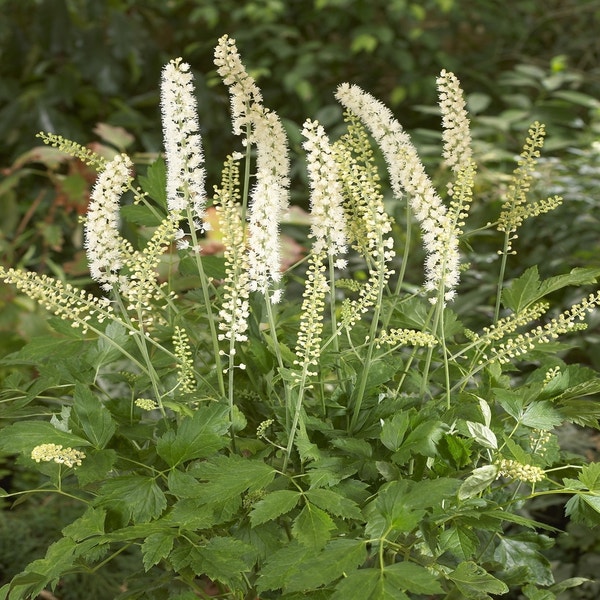 Zilverkaars (Actaea simplex 'White Pearl')