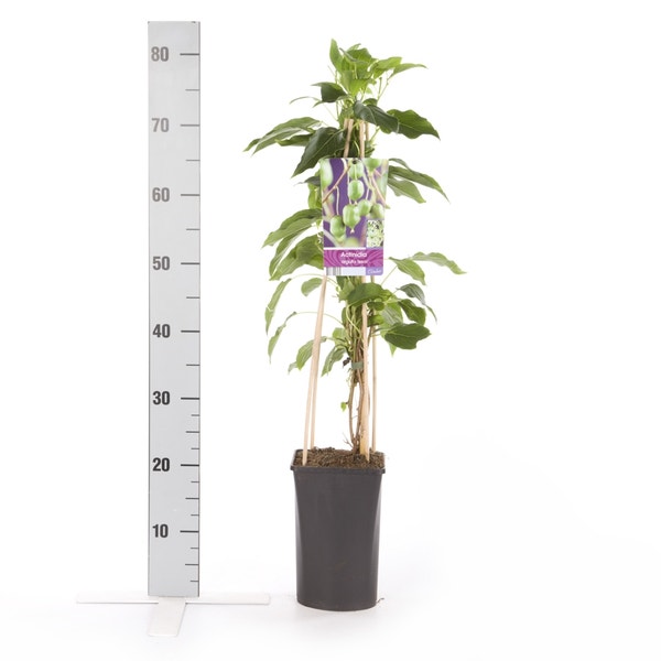 Kiwibes (Actinidia arguta 'Issai')