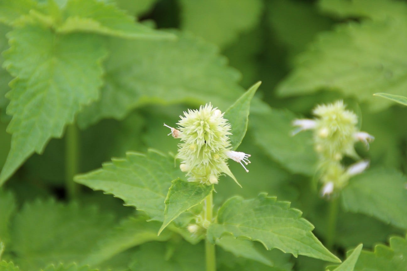 Dropplant (Agastache rugosa 'Alabaster') | Directplant