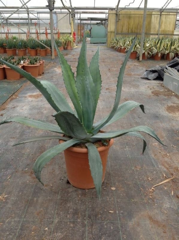 Agave (Agave americana 'Variegata') | Directplant