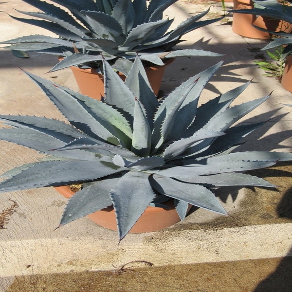 Winterharde Agave (Agave montana)