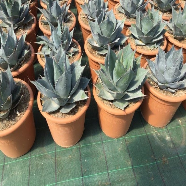 Agave (Agave parrasana)