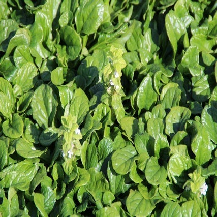 Zenegroen (Ajuga reptans 'Alba')