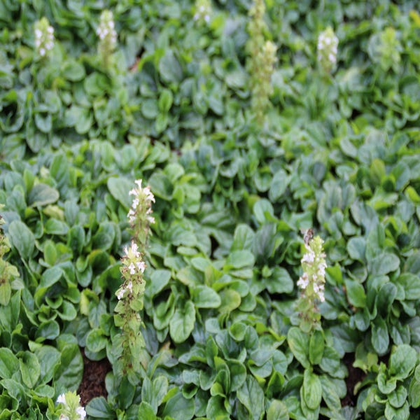 Zenegroen (Ajuga reptans 'Alba')