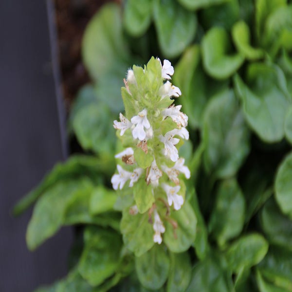 Zenegroen (Ajuga reptans 'Alba')