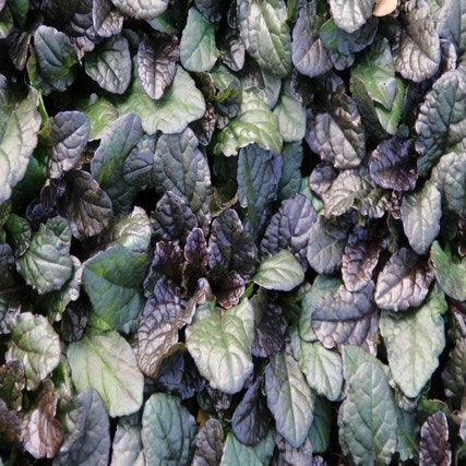 Zenegroen (Ajuga reptans 'Braunherz')