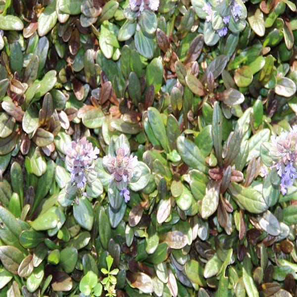 Zenegroen (Ajuga reptans 'Chocolate Chip')