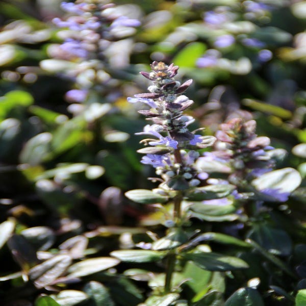 Zenegroen (Ajuga reptans 'Chocolate Chip')
