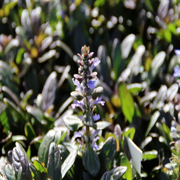 Zenegroen (Ajuga reptans 'Chocolate Chip')