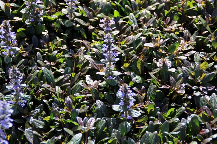 Zenegroen (Ajuga reptans 'Chocolate Chip') | Directplant