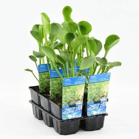 Waterweegbree (Alisma parviflora)