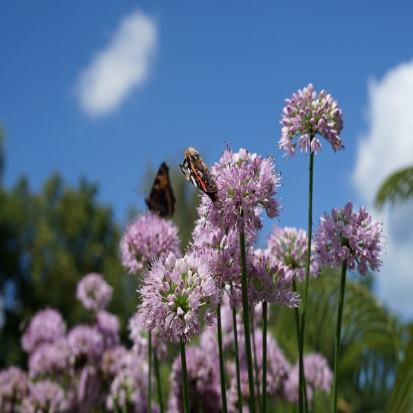 Sierui kopen? Allium 'Millenium' altijd voordelig!