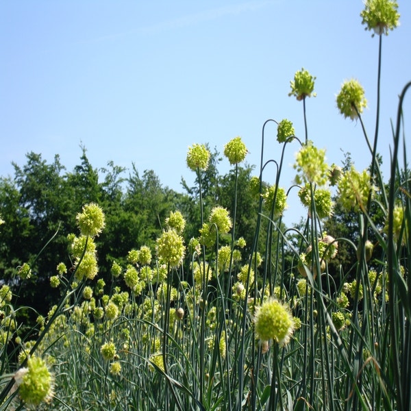 Sierui (Allium obliquum)