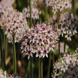 Sierui (Allium basalticum 'Silver Spring')
