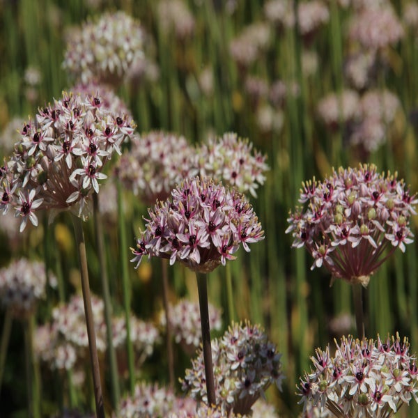 Sierui (Allium basalticum 'Silver Spring')