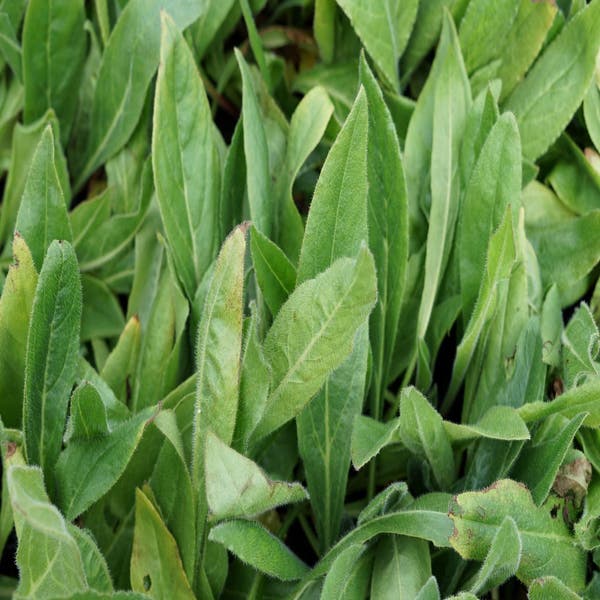 Ossetong (Anchusa azurea)