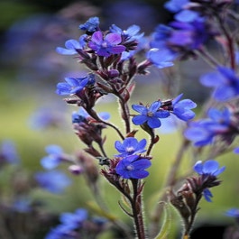 Ossetong (Anchusa azurea 'Dropmore')