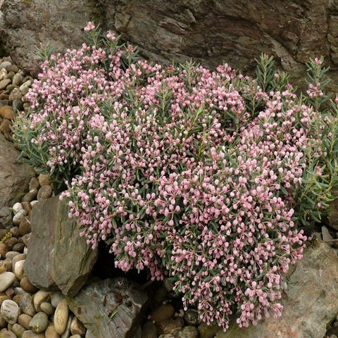 Lavendelheide (Andromeda polifolia 'Blue Ice')