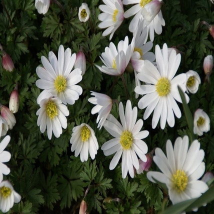 Anemoon (Anemone Blanda 'White Splendour')