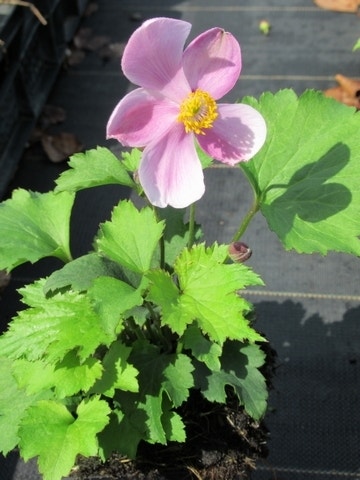Anemoon (Anemone hupehensis 'Little Princess') | Directplant