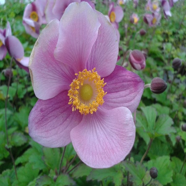 Japanse Anemoon (Anemone hupehensis 'Splendens')