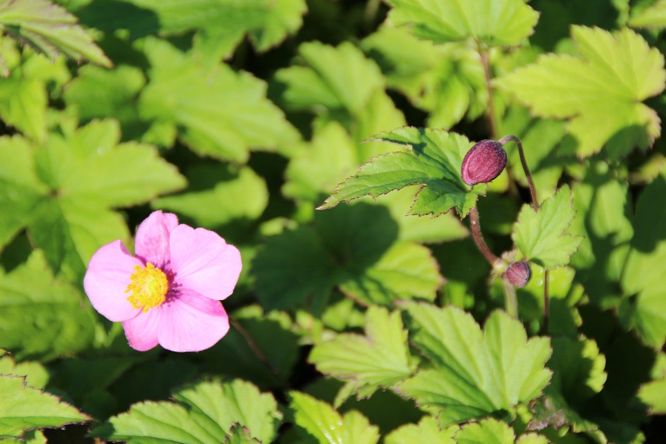 Japanse Anemoon (Anemone hupehensis 'Splendens') | Directplant