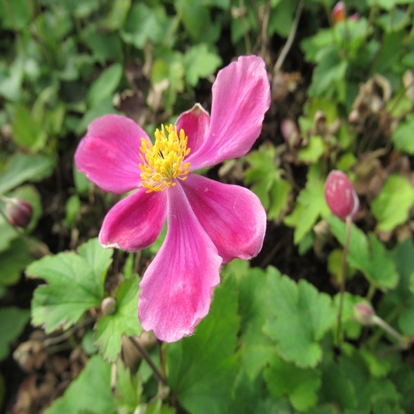Anemoon (Anemone hupehensis 'Praecox')